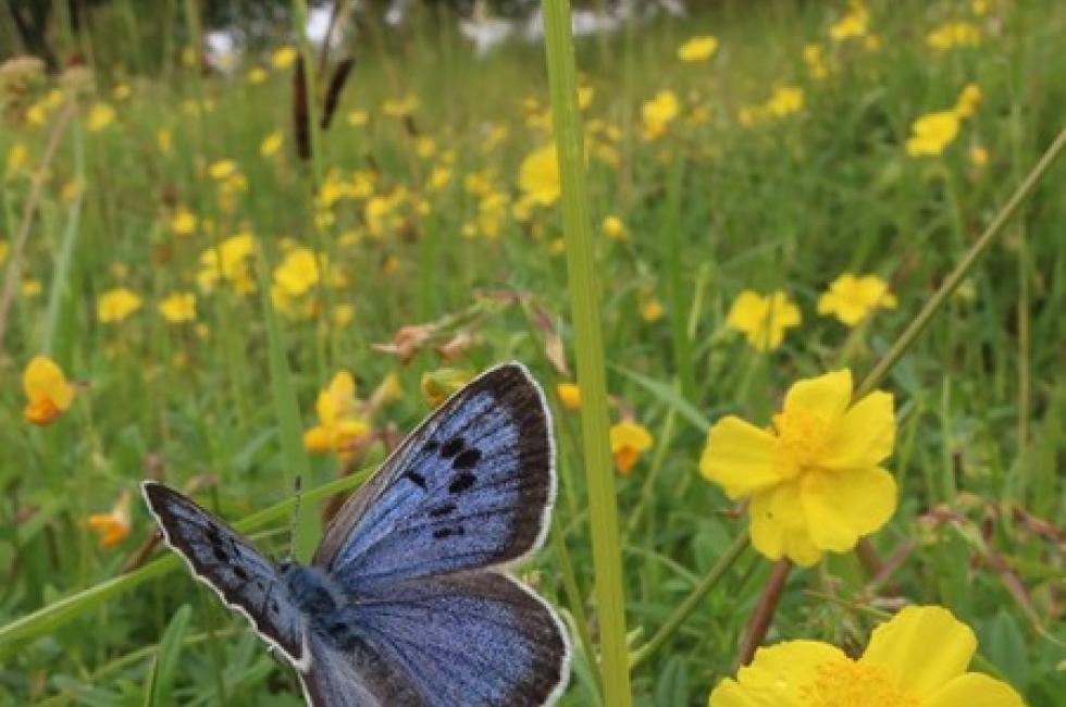Endangered Large blue & other rare insects thrive on restored grasslands