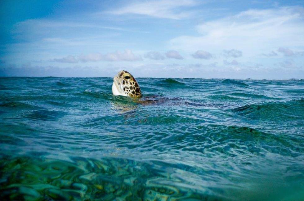 World Oceans Day - Protect and restore our oceans