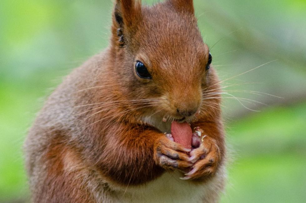 PWCF supports new breeding colony of Red Squirrels at Yorkshire Arboretum