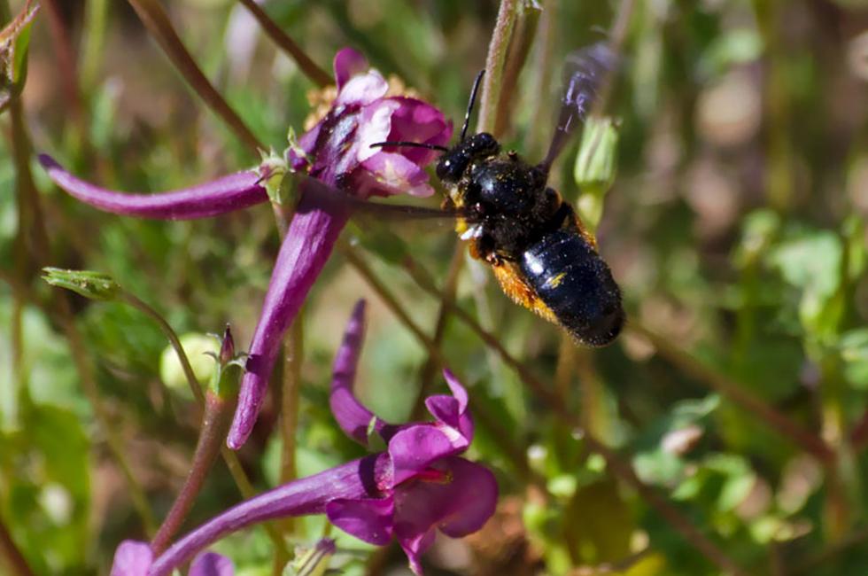 PWCF supports research on pollinator conservation