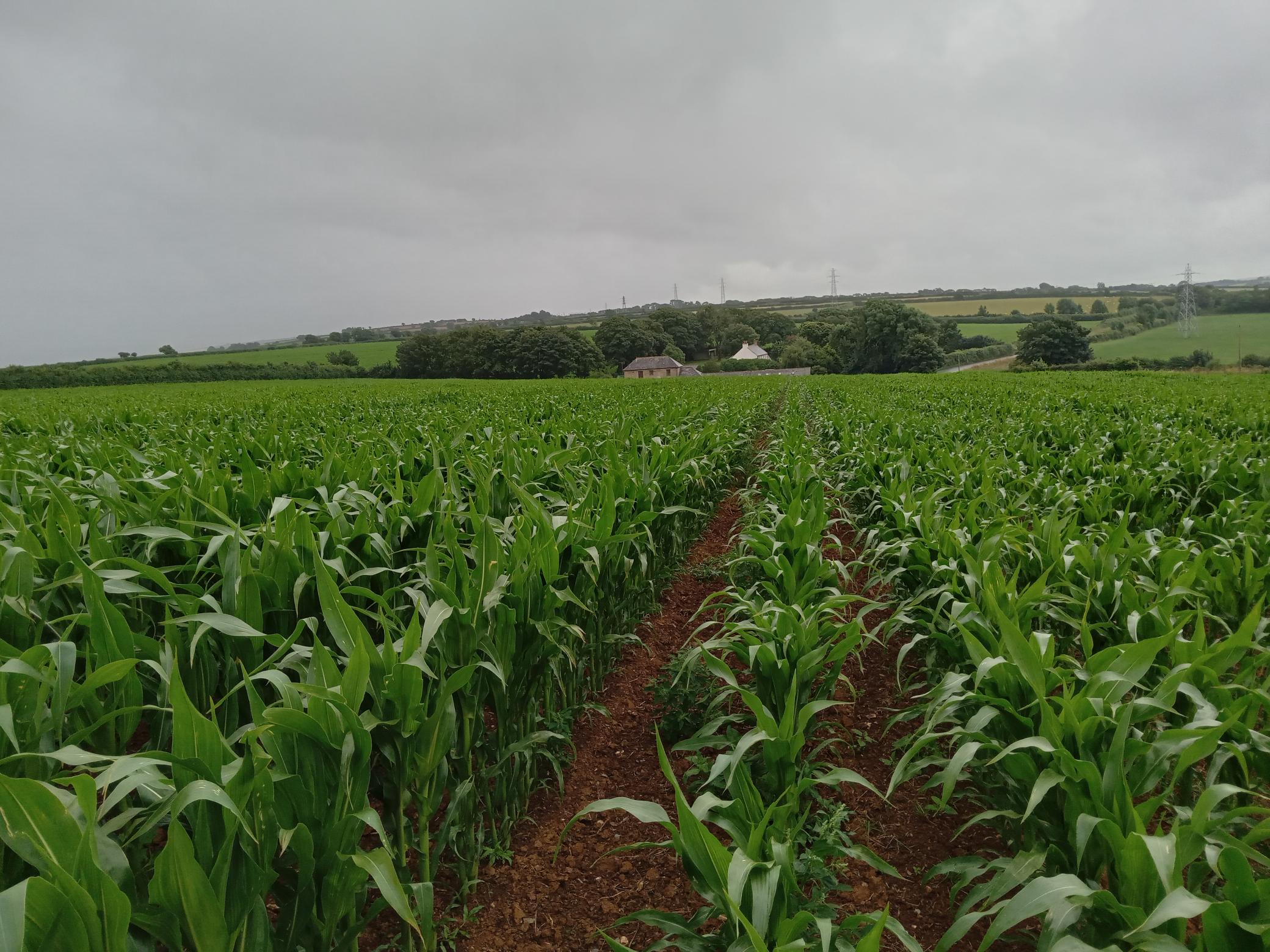 Farmers look to help rivers by cutting plough use in maize trials ...