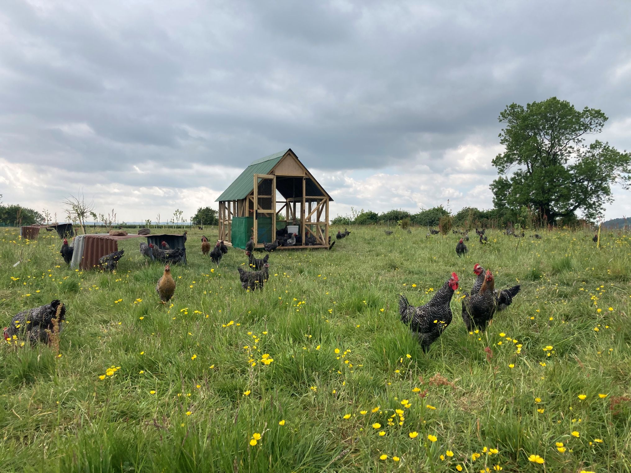 Innovative Farmers trial heritage chicken breeds to protect environment ...